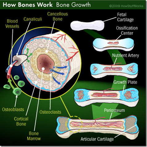 Endochondral Ossification Definition Anatomy
